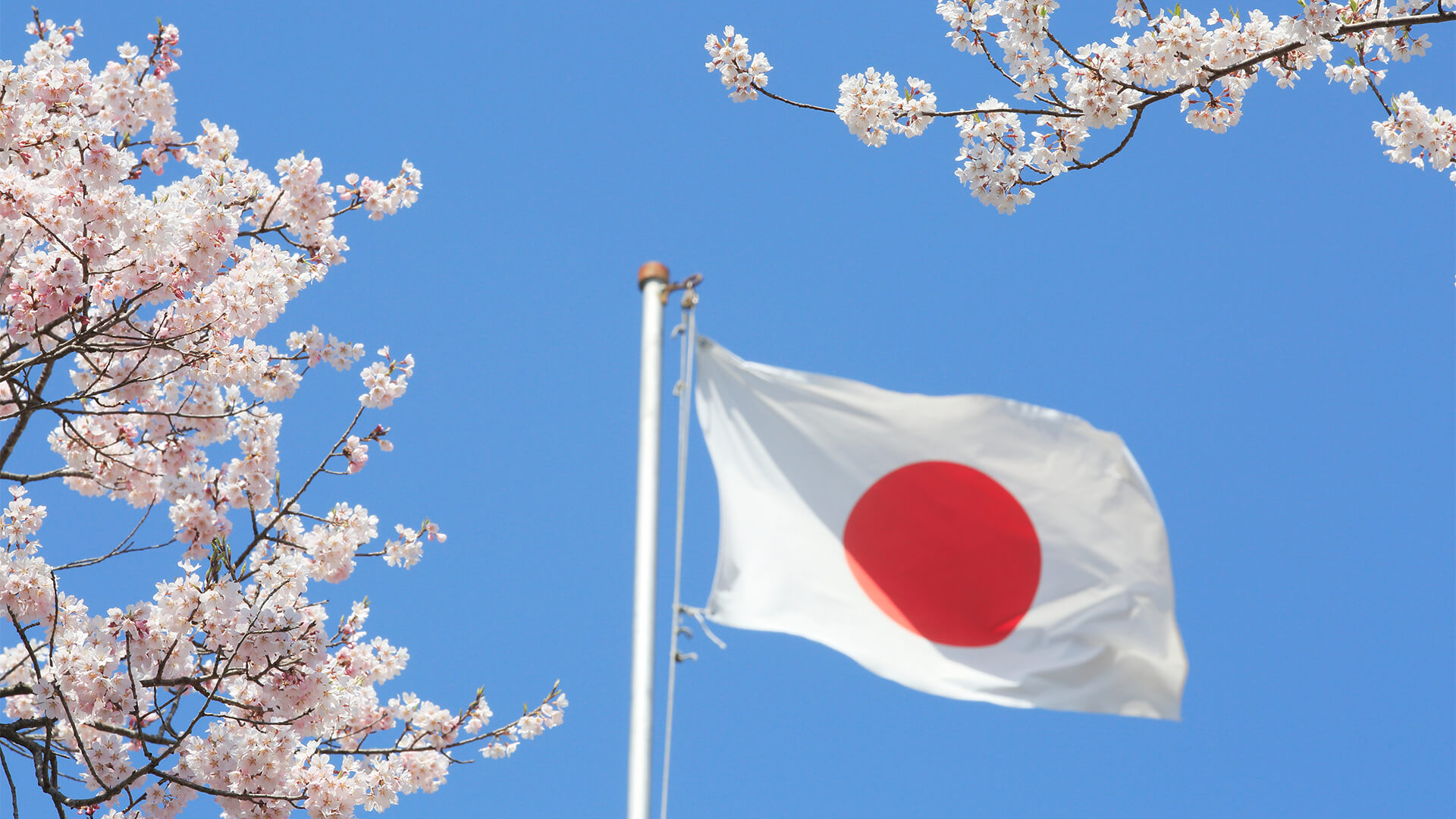 How to Translate a WordPress site to Japanese? | Autoglot Blog: News ...